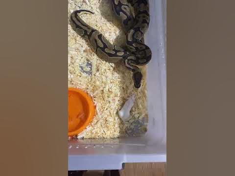 Live mice for my ball python😁🚨WARNING🚨 Live feeding‼️ #ballpython # ...