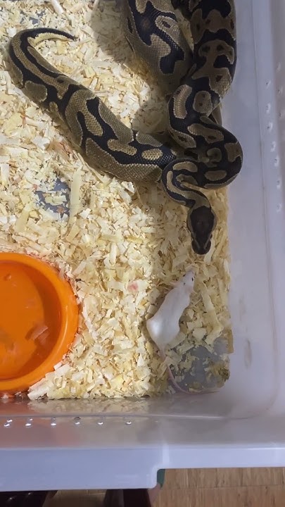 Live mice for my ball python😁🚨WARNING🚨 Live feeding‼️ #ballpython # ...