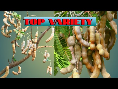Top Imli variety , 📲7866923430 #Tamarind #food #imli #tamarind - YouTube