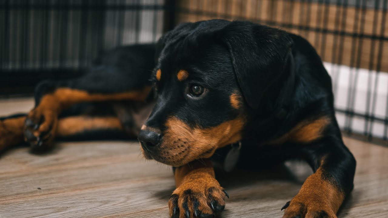4 Month Old Rottweiler Puppy | Our First 2 Months - YouTube