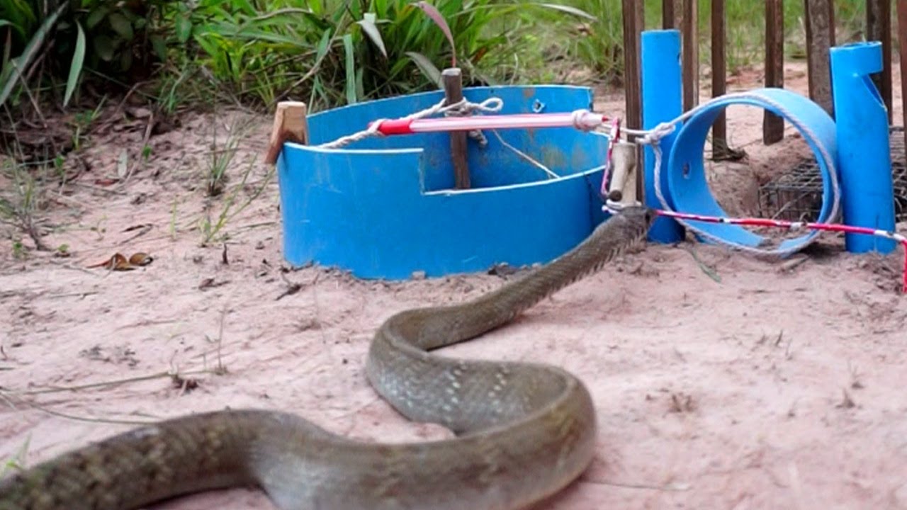 Creativ DIY snake trap technology make from pvc with pen - YouTube