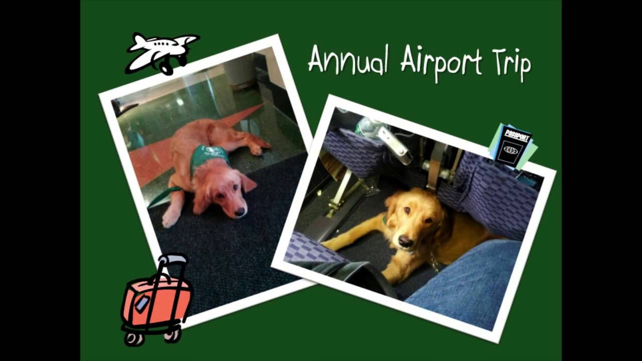 The Life of a Seeing Eye Puppy - Birth to Guide Dog - YouTube