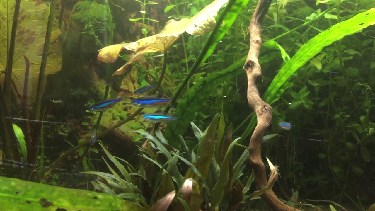 Der blaue Neon als kleine Gruppe. - YouTube