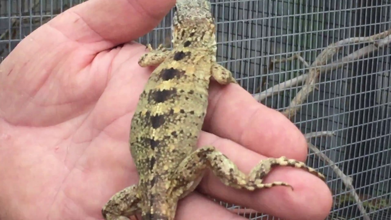 Banana Pectinata (Ctenosaura Pectinata) High Yellow - YouTube