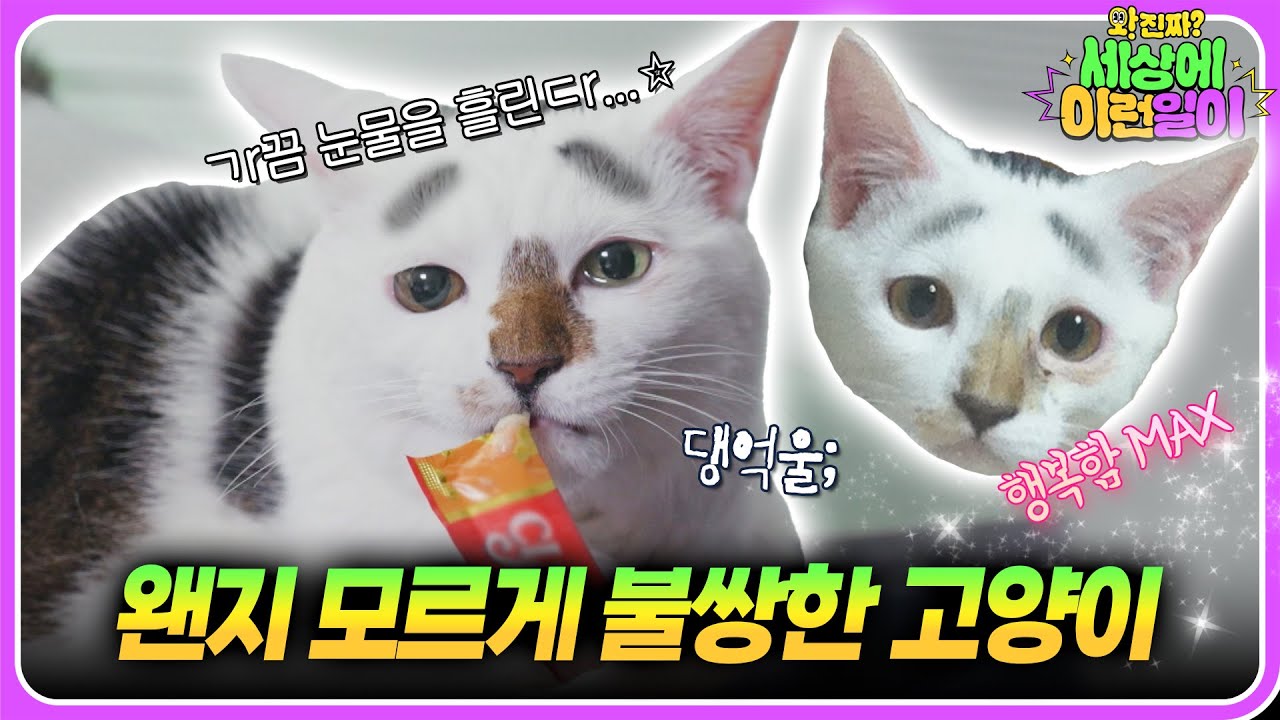 눈썹은 슬퍼도😢 Chill 하게 행복한 고양이~🐱 ️┃ 와!진짜? 세상에 이런일이┃A Happy Cat~🐱 ️ With Sad ...