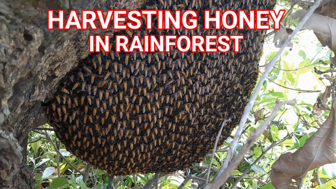 How To Harvesting Honey From Forest | How To Harvesting Honey In Rain ...