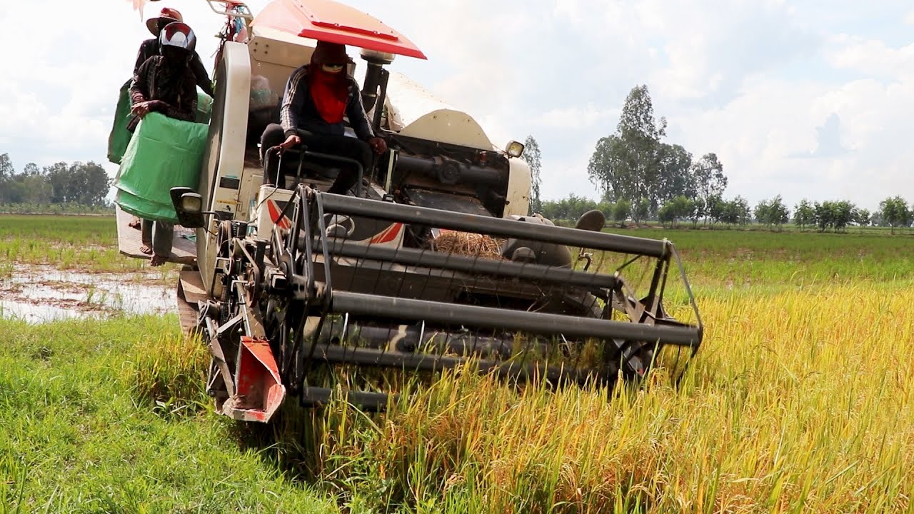 Nicely Action Processing Rice Harvester Machine Operator Skills ...