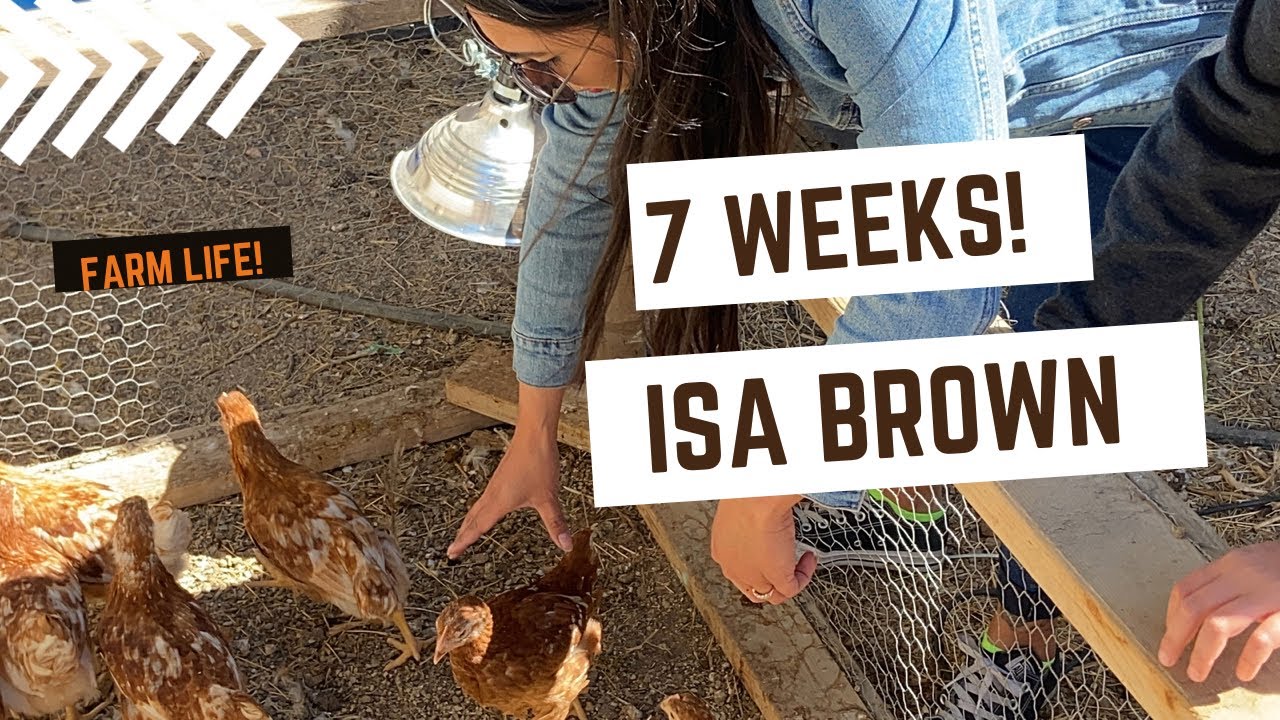 MOVING day for the ISA BROWN pullets (Family helps out)(7 weeks old ...