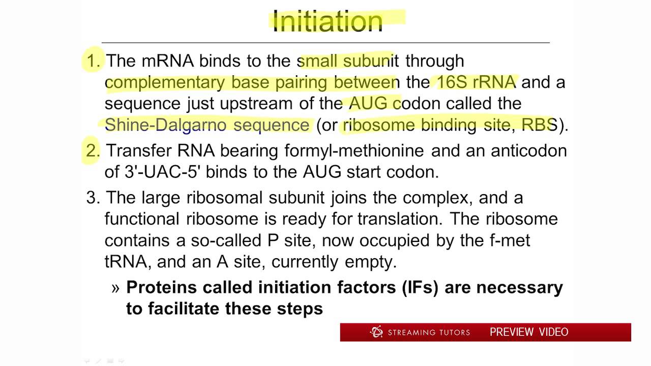 Gene Expression and Protein Synthesis The Central Dogma Translation ...