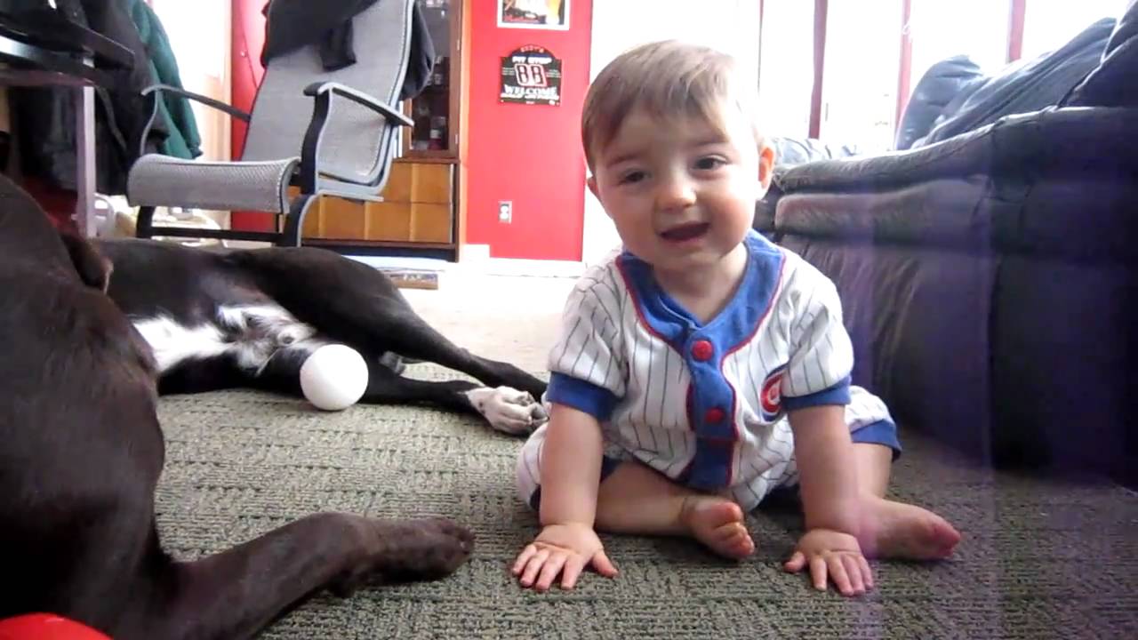 8 Month Old Baby Cubs Fan plays with his dogs, a Boxador and Chocolate ...
