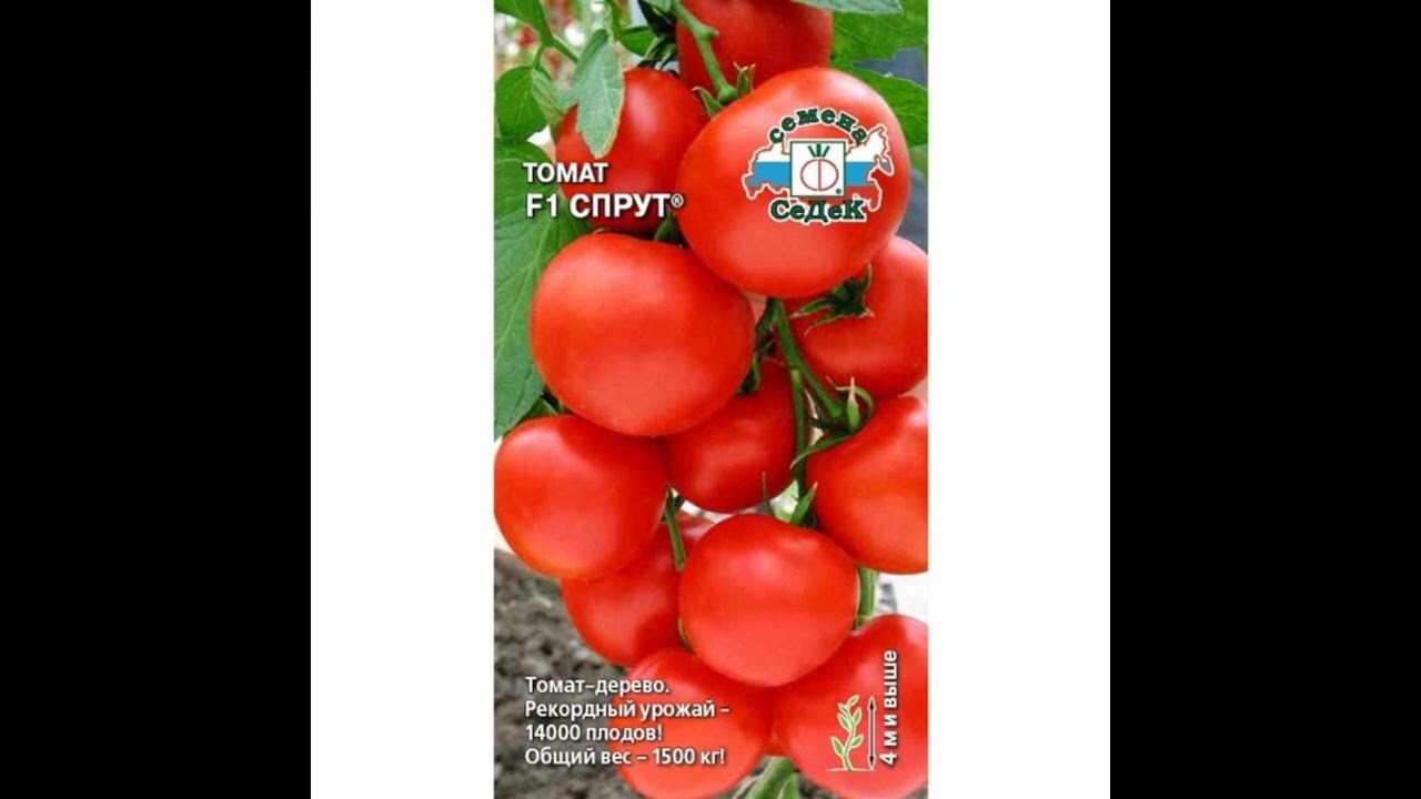 Самый лучший томат в мире 2024 г.! Высокоурожайный,вкусный и сладкий ...