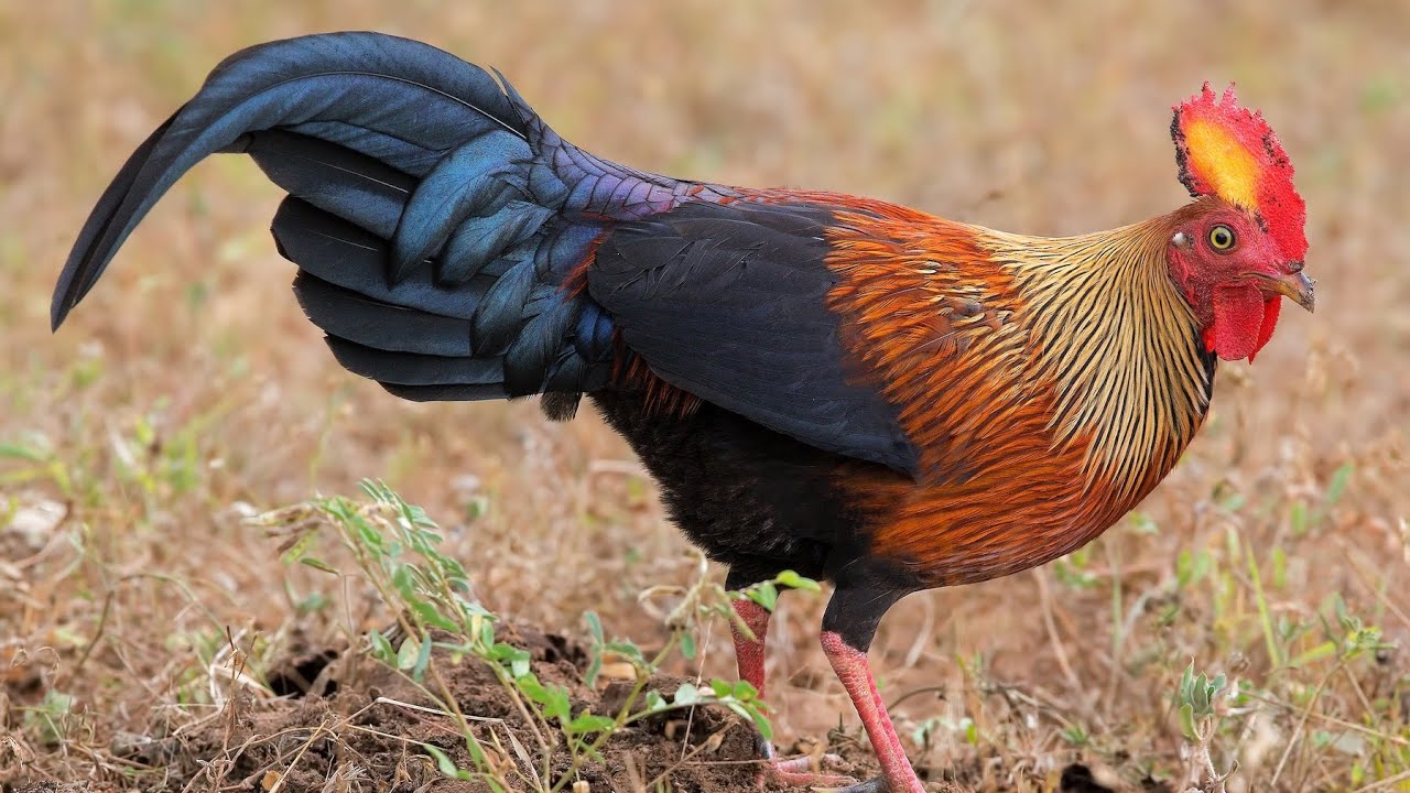 Cylone jungle fowl beautiful pair in Pakistan. - YouTube