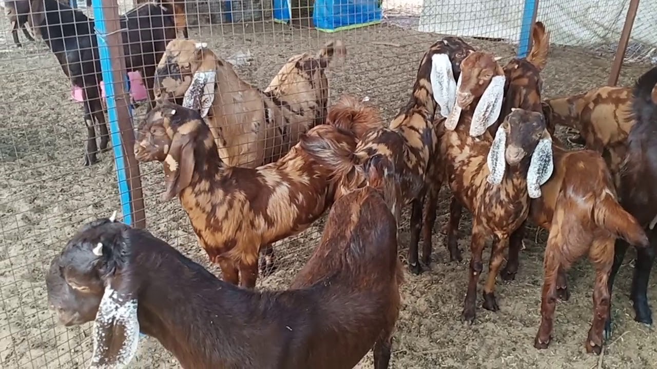 Lucky goat farm Pushkar 6350566141 shirohi female - YouTube
