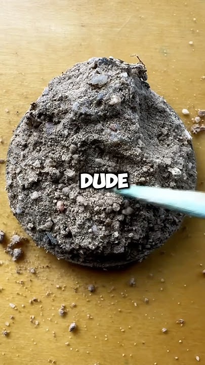 If 2 Vegans are arguing is it still considered Beef 🤔 Mind Shattering ...