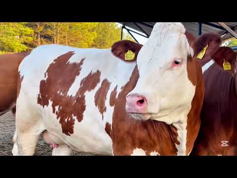 Fil Gibi Simental Gebe Düvelerimiz #buzağı #cow #farming #inek #hayvancılık #animals #farm #simental