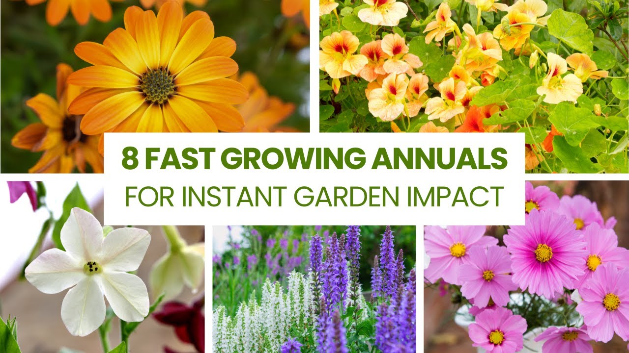 8 Fast Growing Annuals for Instant Garden Impact 🌼🌺🌸 - YouTube