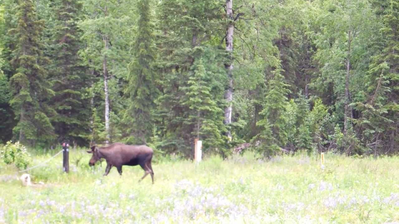 Moose and dog playing together - YouTube