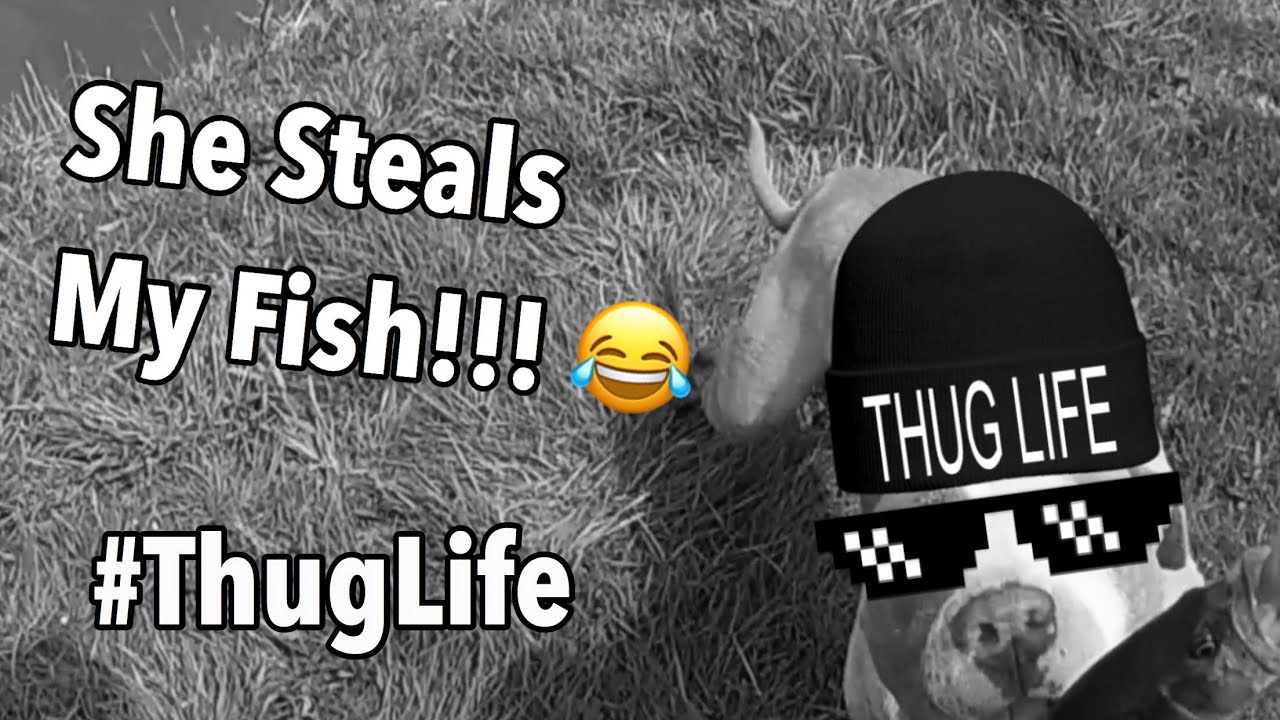 Dog VS Bass - Dog Steals my Fish! (Thug Life) - YouTube