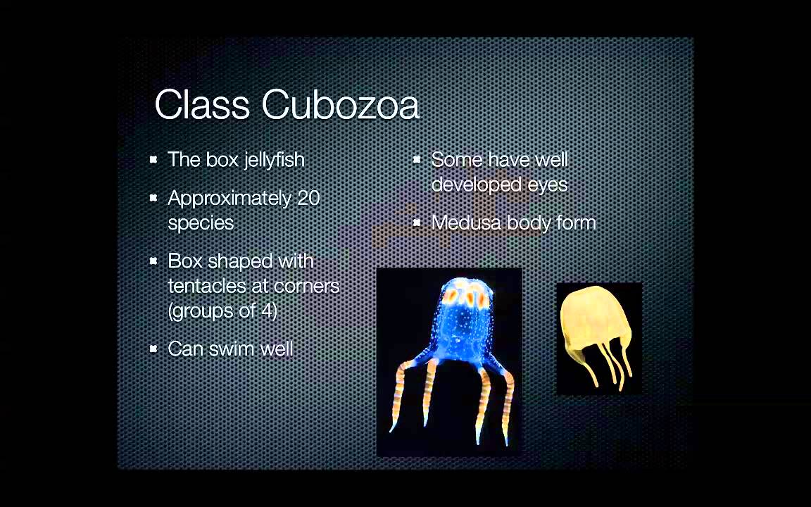 Screencast - Cubozoa - YouTube