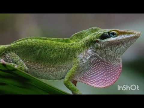 lizard sound ringtone message tone sms tone