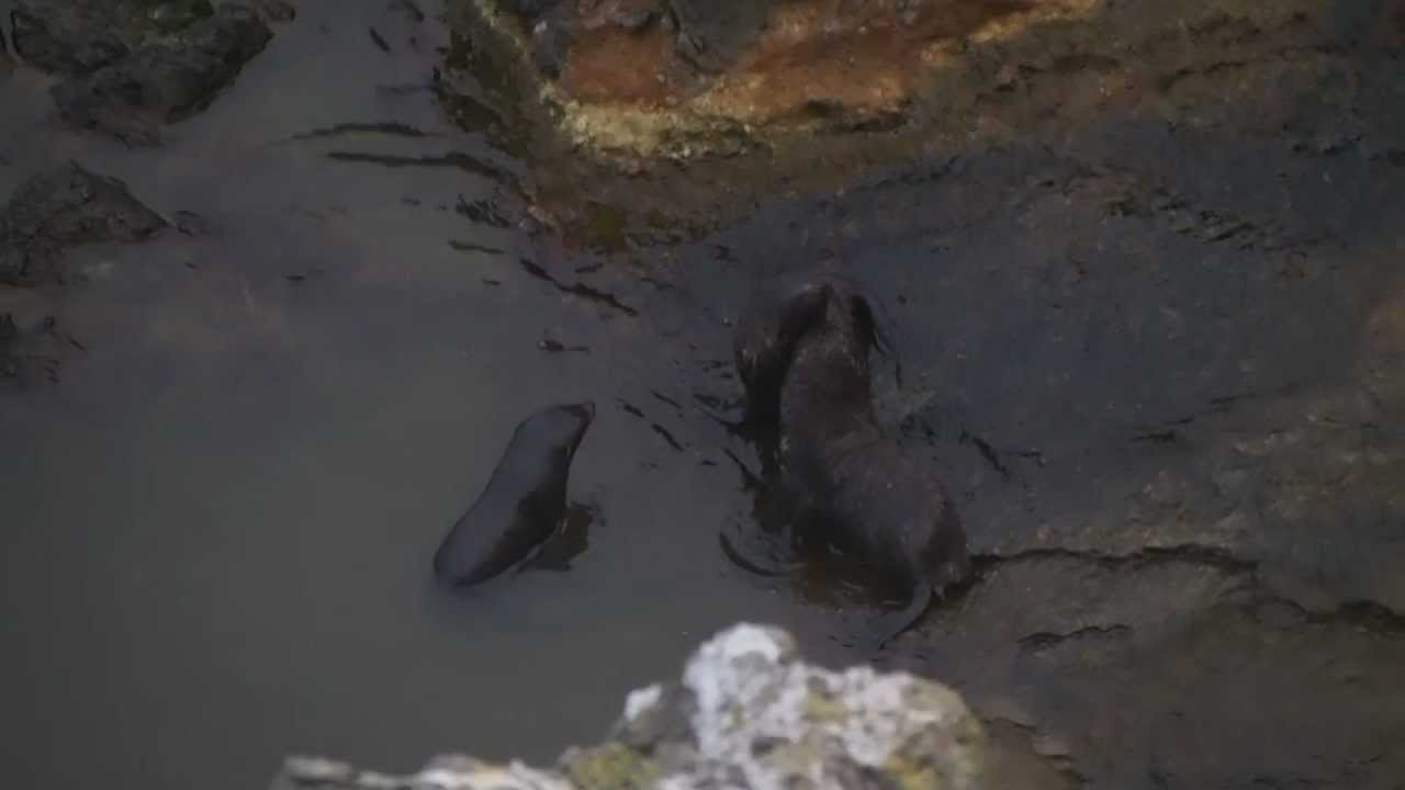 More Seal Playing Adventures - Dunedin, New Zealand - YouTube