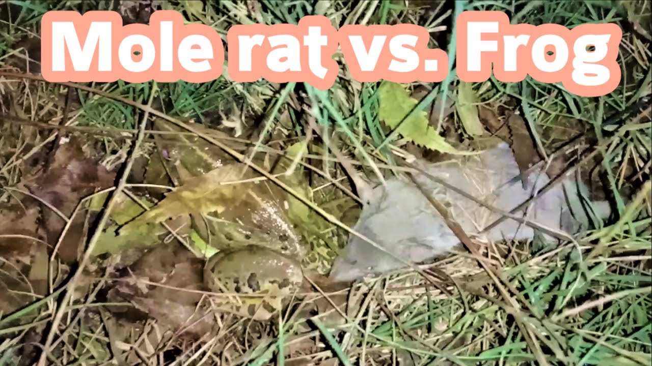 Mole rat vs. Frog - YouTube