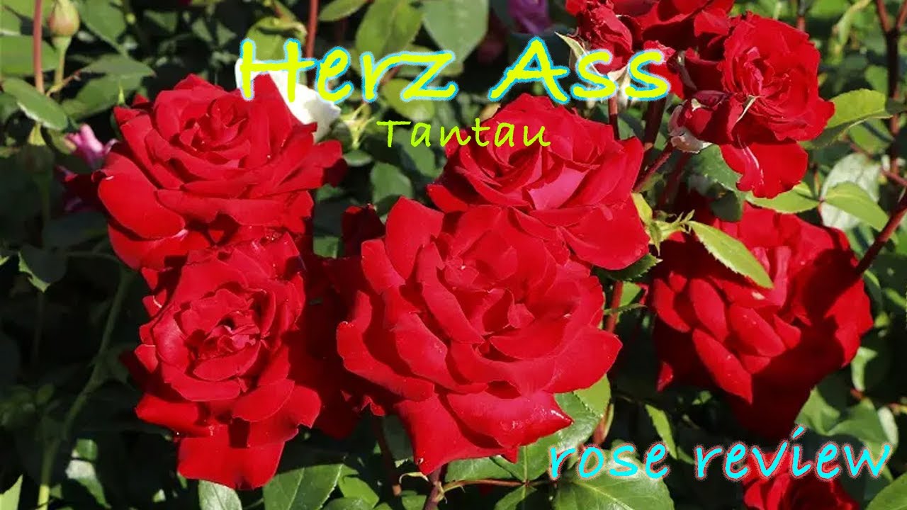 Herz Ass Rose Review. Roses in pots. Rose garden. Beautiful rose in the ...