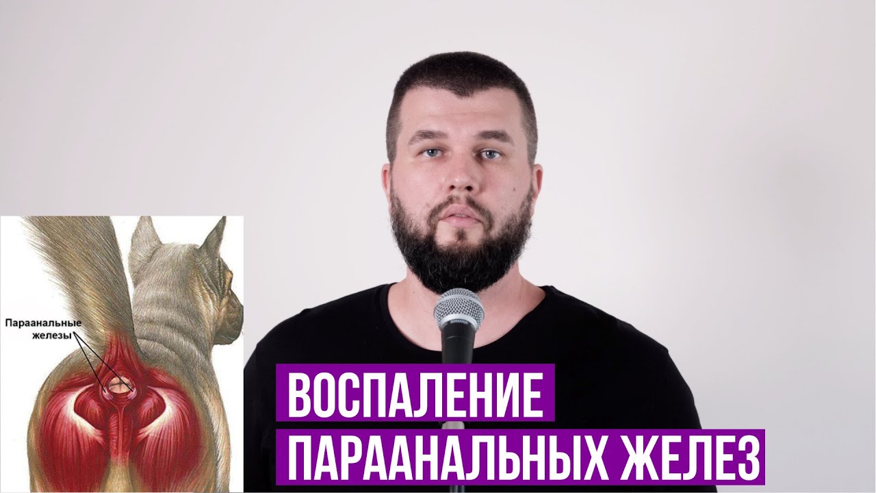 Воспаление параанальных желез у собаки Youtube