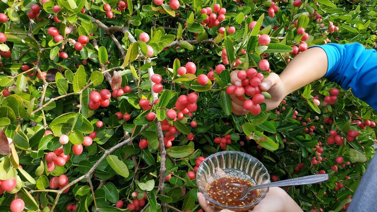 Rujak buah renda yang segar juga anti penuaan dini - YouTube