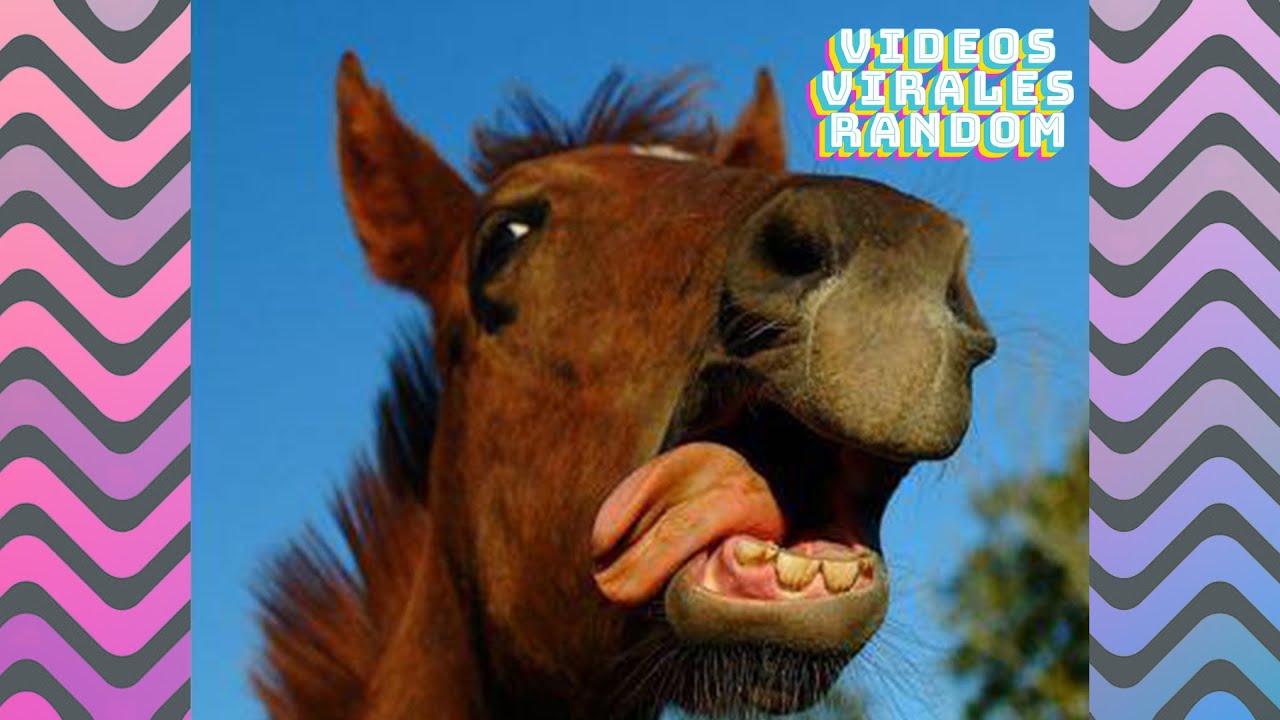 😂 CABALLOS MUY CHISTOSOS #1 😂 - YouTube