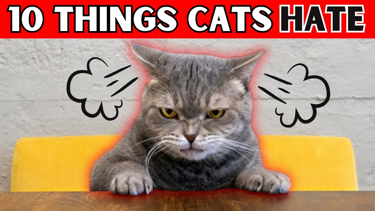 10 Things Cats HATE (#1 Might Surprise You) - YouTube