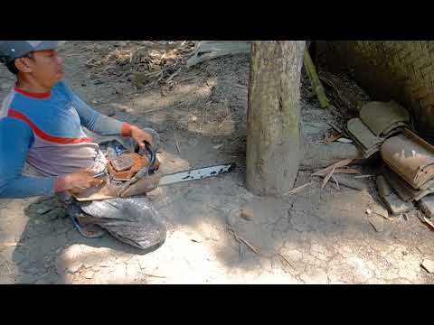 Cut down the Laban tree near the woodworking duck pen