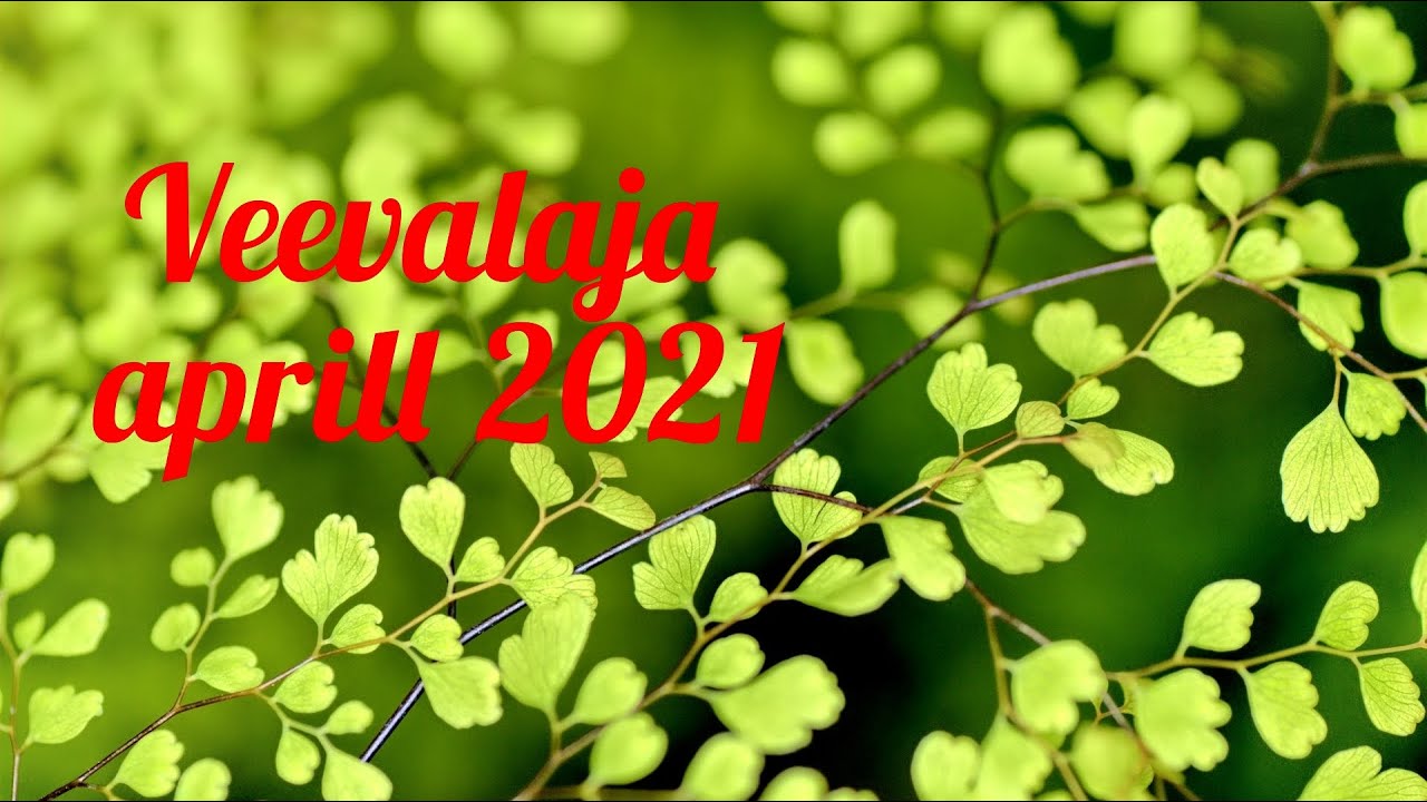 Veevalaja. Aprill 2021 - YouTube