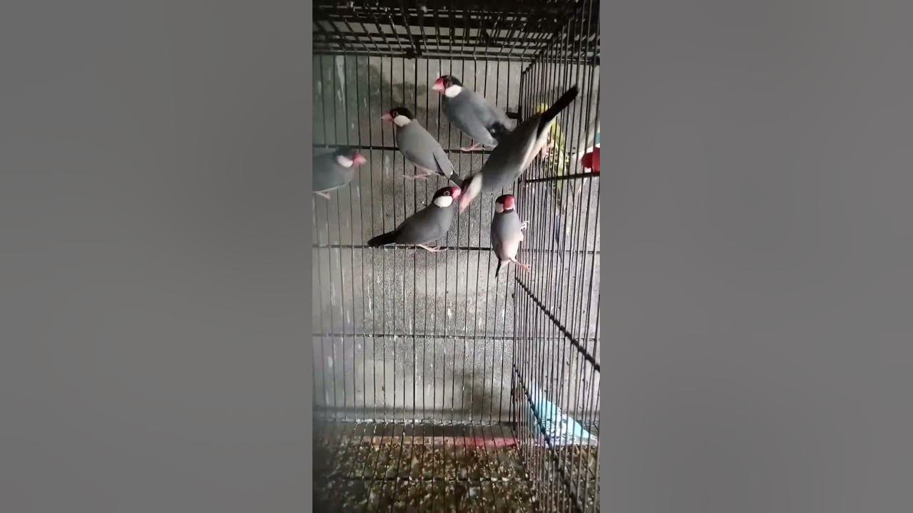 Java Birds Nice Looking - YouTube