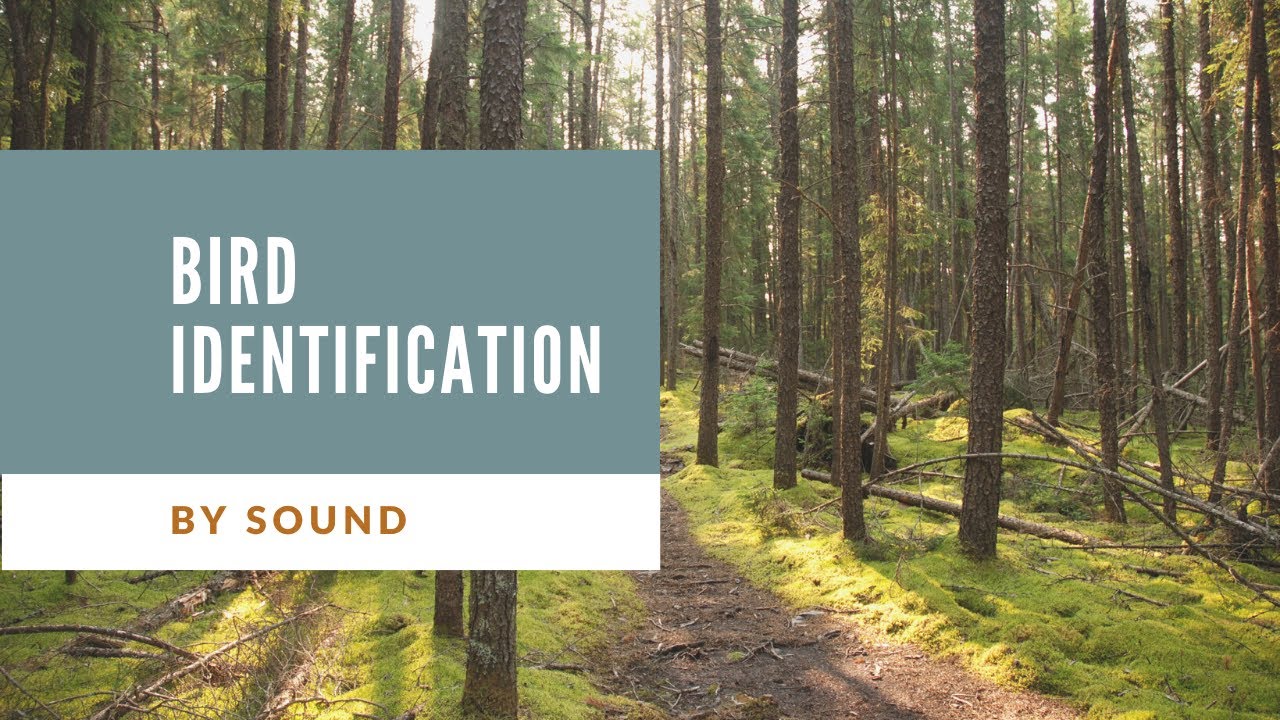 Bird Identification - by sound - YouTube