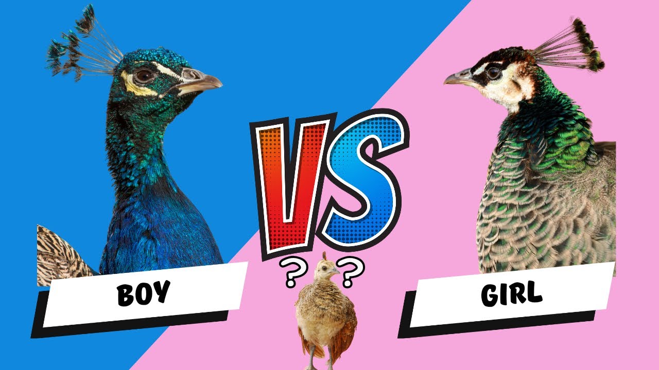 Female And Male Peacock Difference