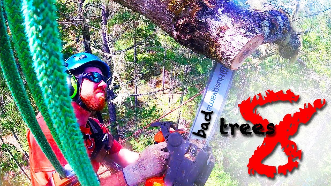 Bad Trees 8 - YouTube