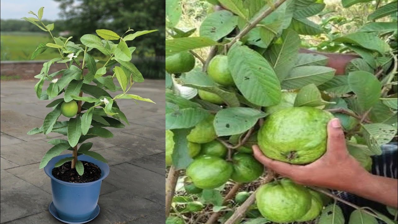 Simple method propagate guava tree with banana || how to grow guava at ...