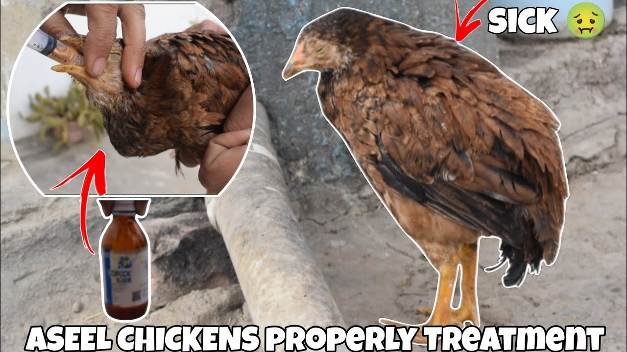 Proper Care for Sick Chickens | Best medicine 💊 for Aseel Chickens ...