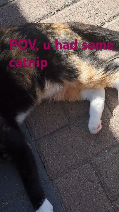 POV, u had some catnip - YouTube