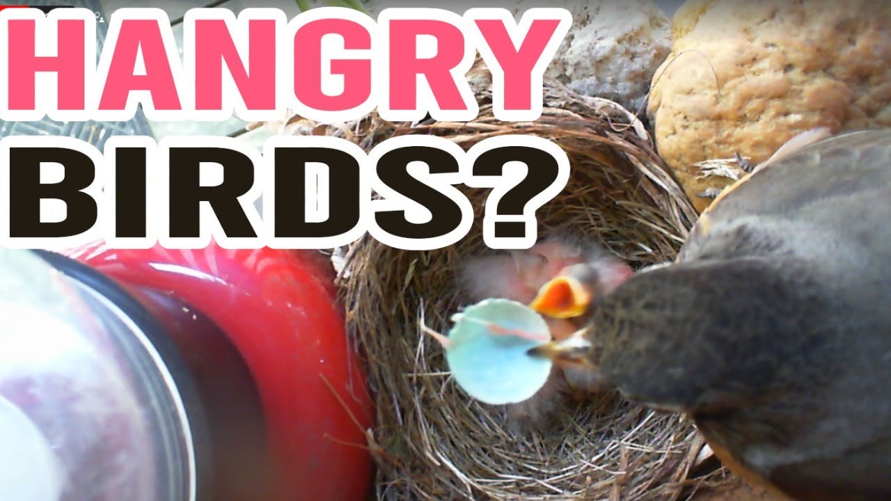 Robin's Nest Live Cam Day 4, Massive babies growing fast - YouTube