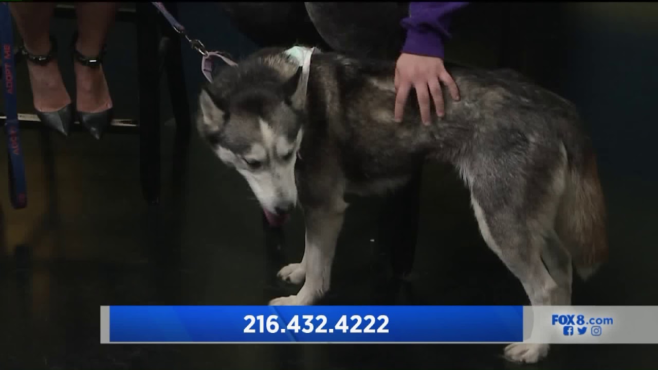 Paws and Prayers Pet Rescue - YouTube