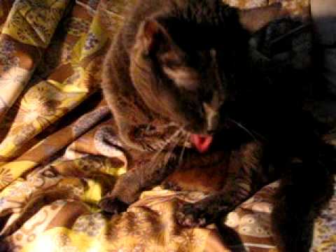 Emmakin - hear her chirp