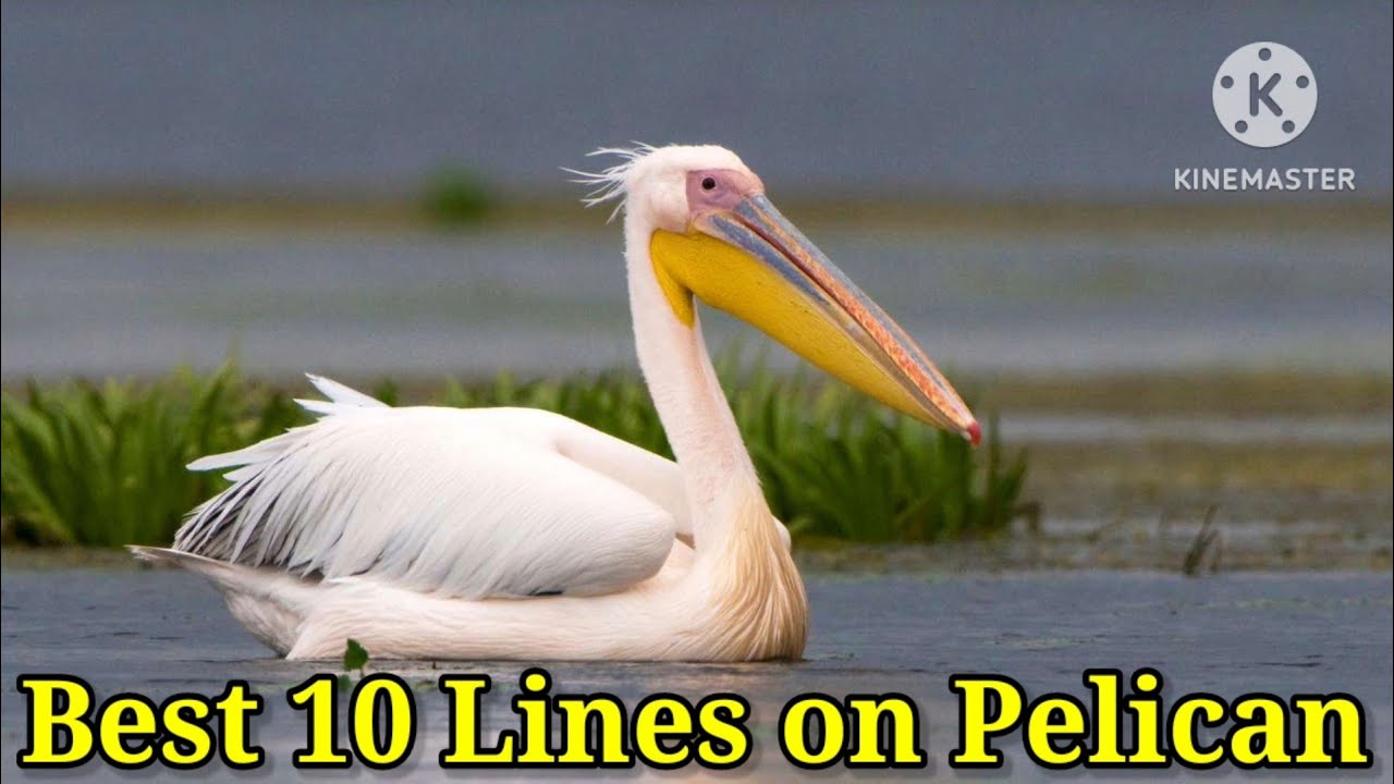 Pelican/10 Lines on Pelican in English/Essay on Pelican/Few Lines on ...