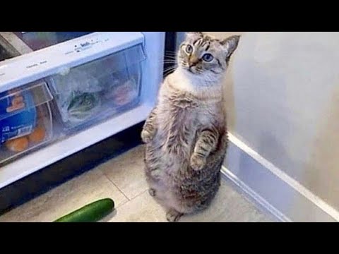 Funny Cats Reddit: The Best Memes of All Time! - YouTube