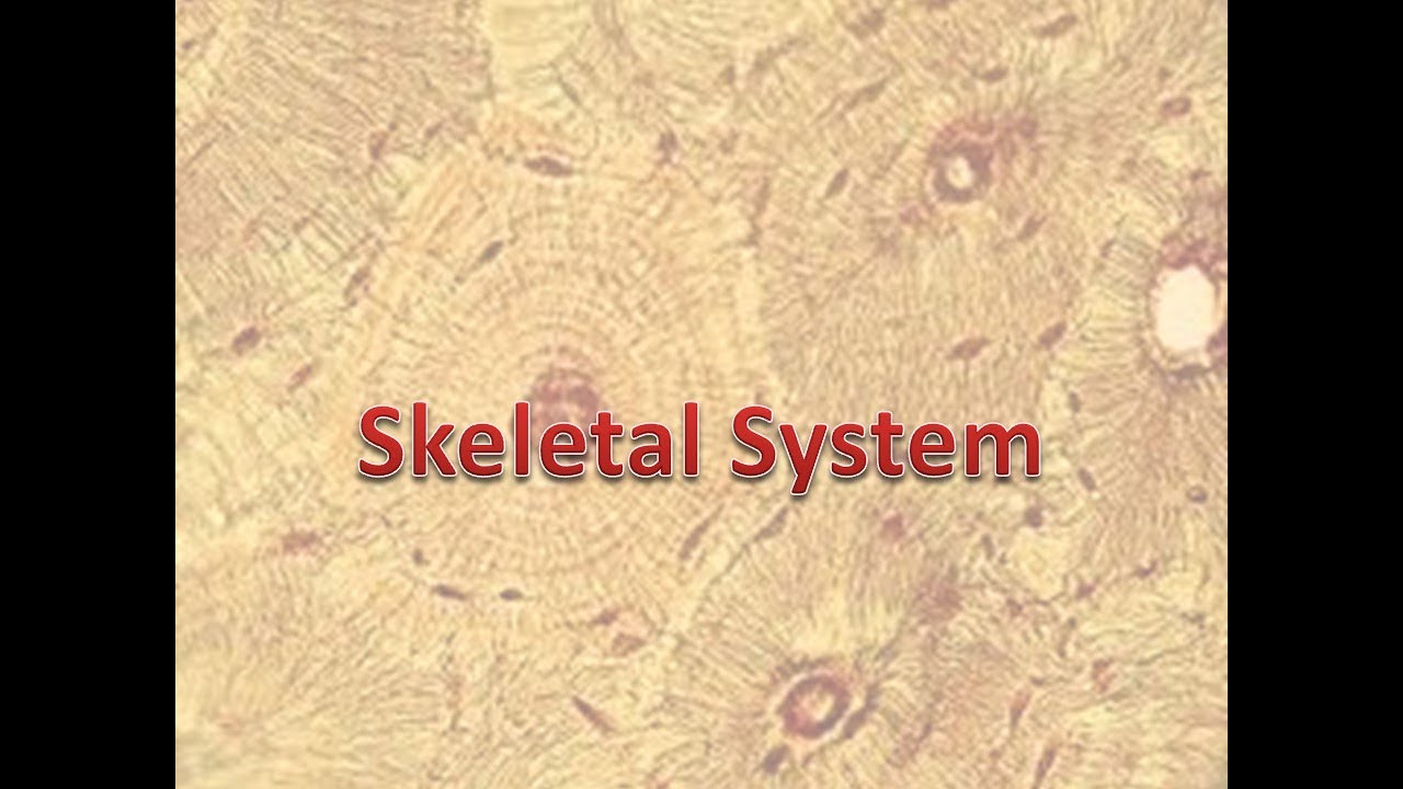 Medical Terminology Word Parts of Skeletal System - YouTube