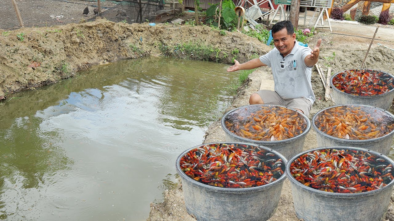 You Won't believe this!! This Thousands of Fish Massive Growth will ...