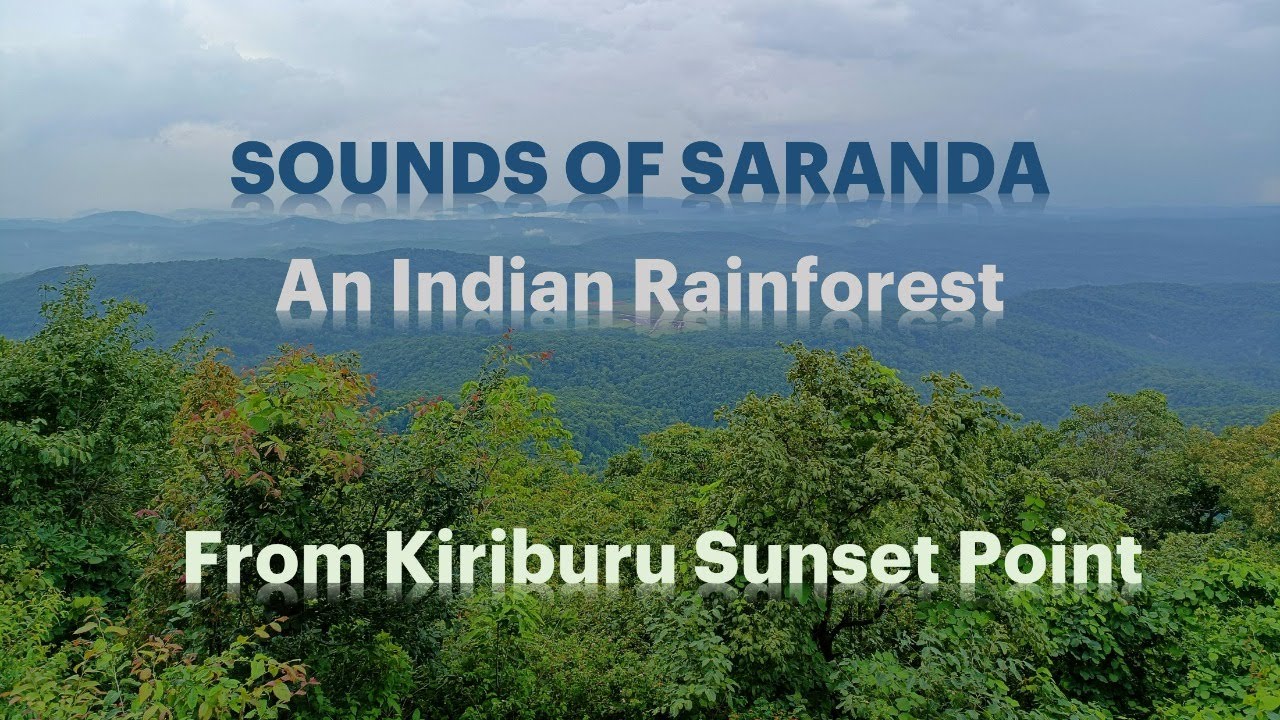 Sounds of Saranda : Indian Rainforest - YouTube