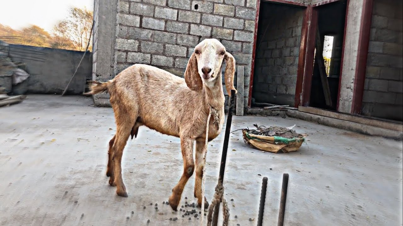 Viral goat video #sad #viral #long - YouTube