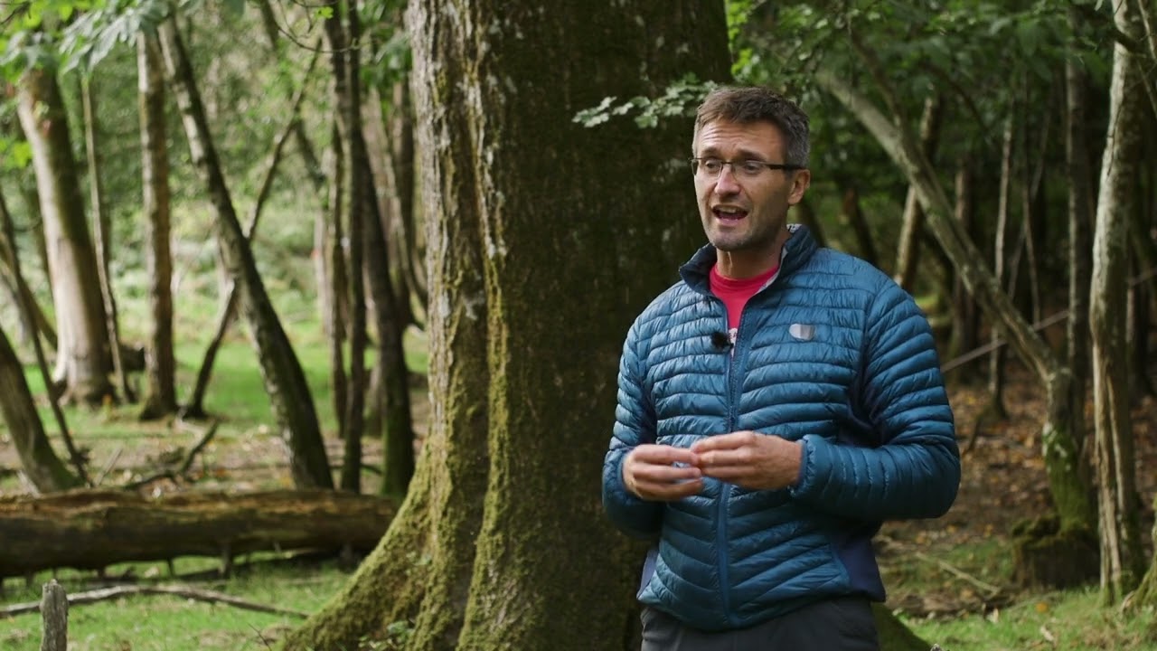 6. How to: Habitat management guide to bats - YouTube